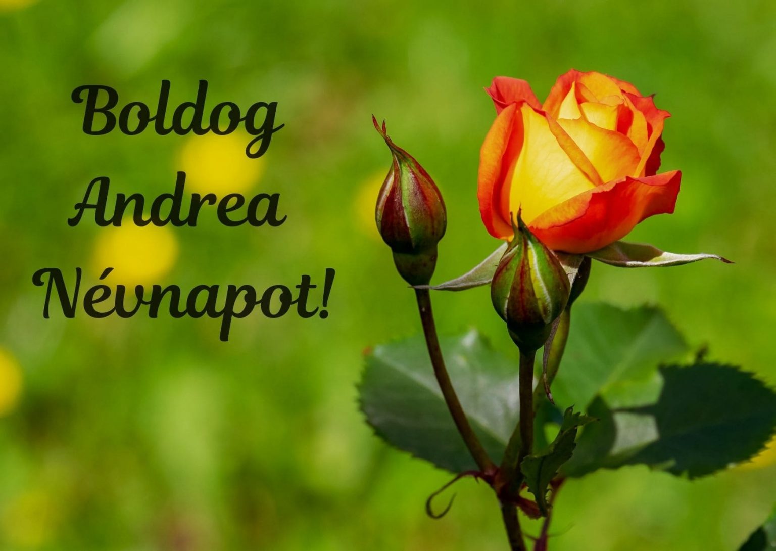 Andrea névnapra képeslap - Névnapi képeslapok